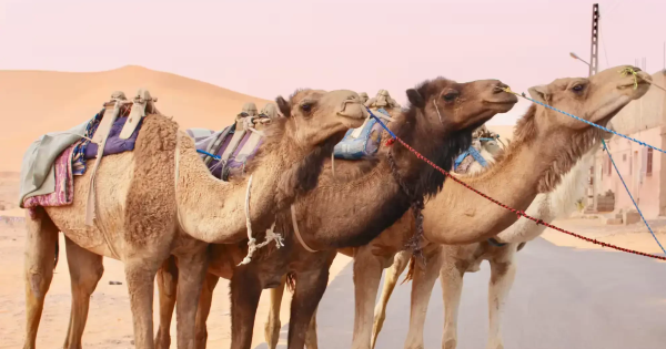 Qurban Mana yang Lebih Utama? Kambing, Sapi atau Unta?